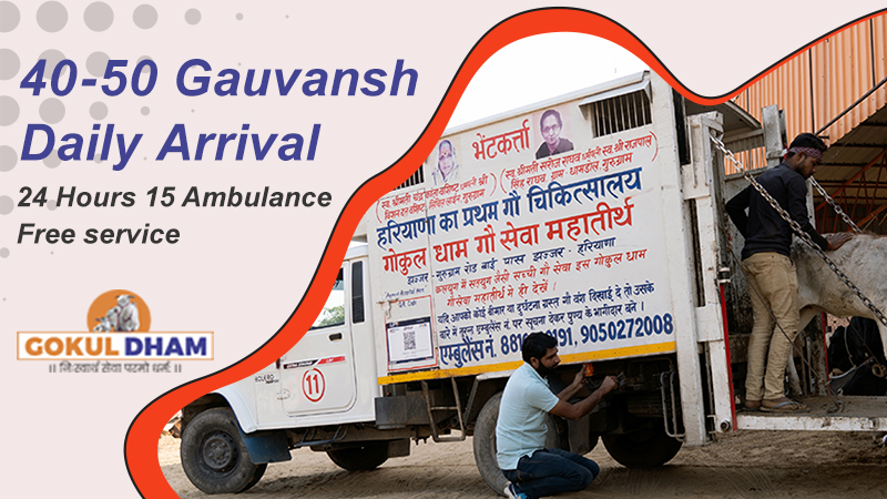 Gokul Dham Gau Sewa Mahatirth