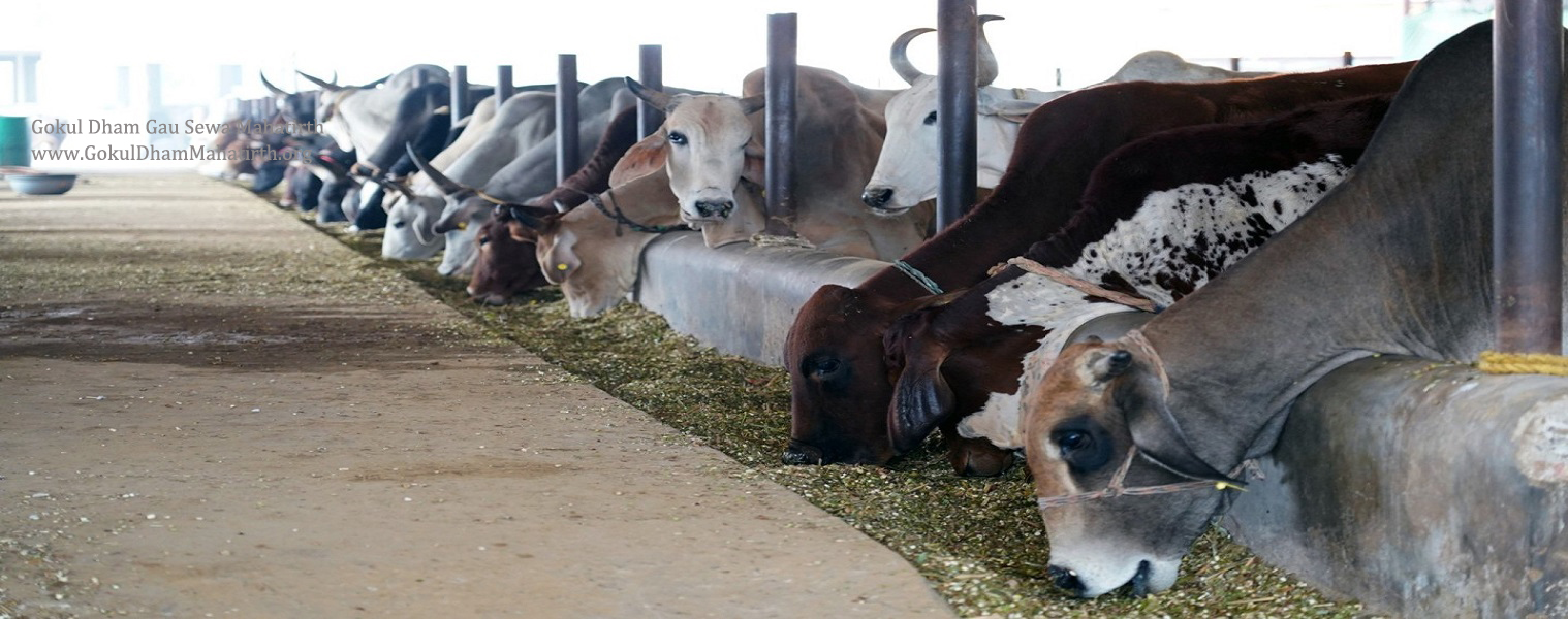 Gokul Dham Gau Sewa Mahatirth